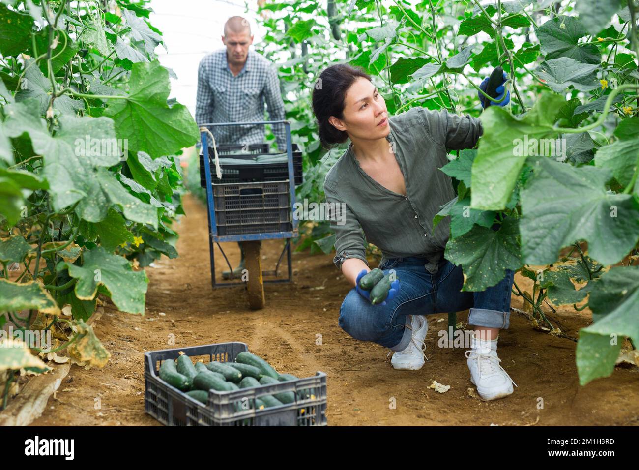 Female farm worker gathering crop of cucumbers in hothouse Stock Photo ...