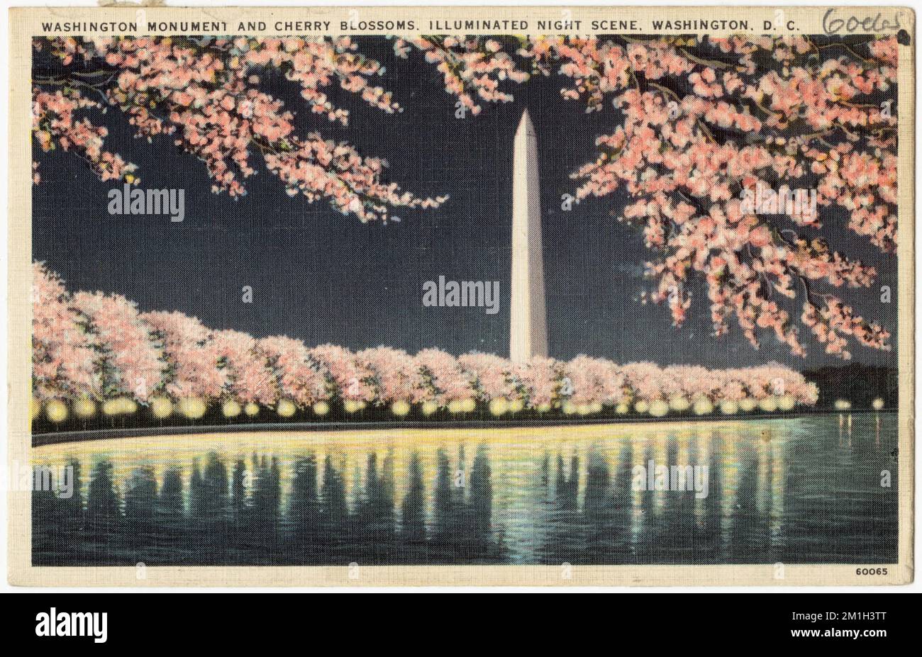 Washington Monument and Cherry Blossoms, illuminated night scene ... Washington Monument and Cherry Blossoms, illuminated night scene ...