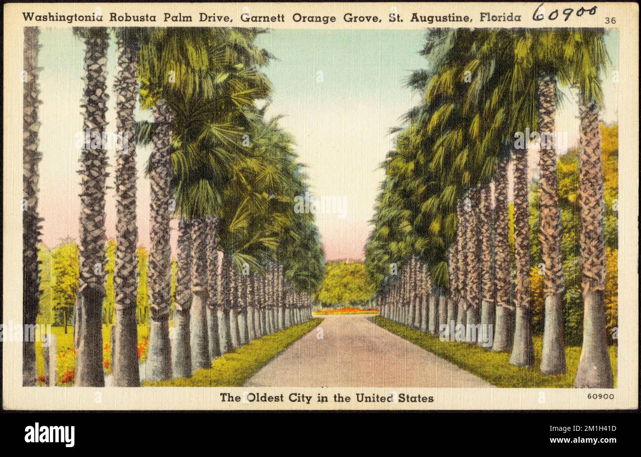 Washingtonia Robusta Palm Drive, Garnett Orange Grove, St. Augustine ...