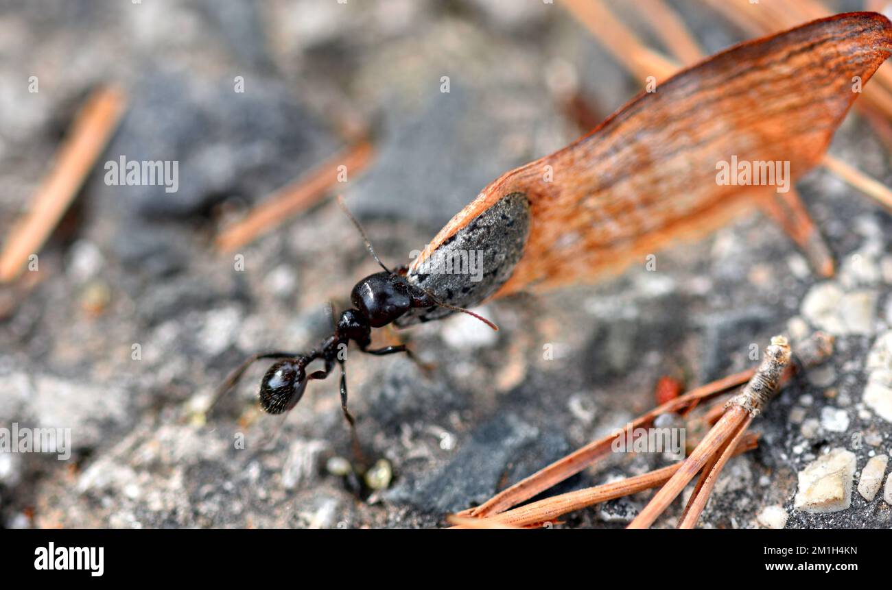 Ant worker hi-res stock photography and images - Alamy