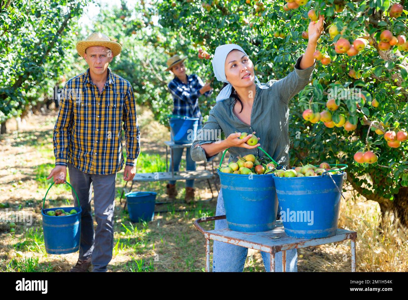 Portuguese pears hi-res stock photography and images - Alamy