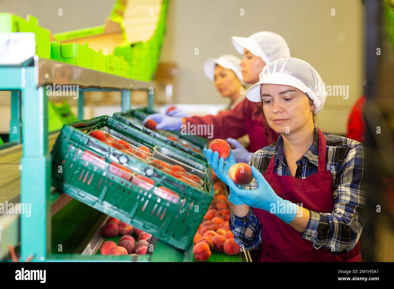 Three women working in sorting room Stock Photo - Alamy