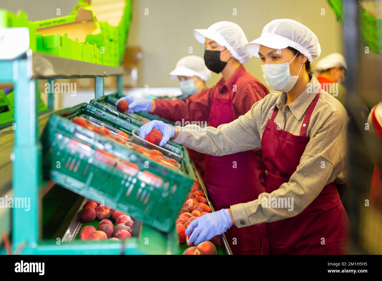 Three women in masks sorting peaches Stock Photo - Alamy