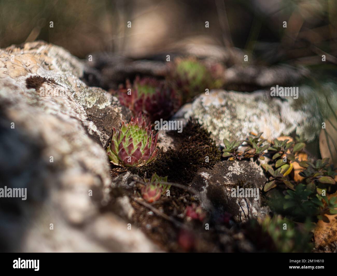 Red green succulent rosette between rocks out in the wild in Europe ...