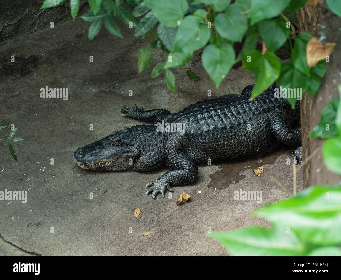Alligator held in captivity in a zoo, lying on a concrete surface Stock ...