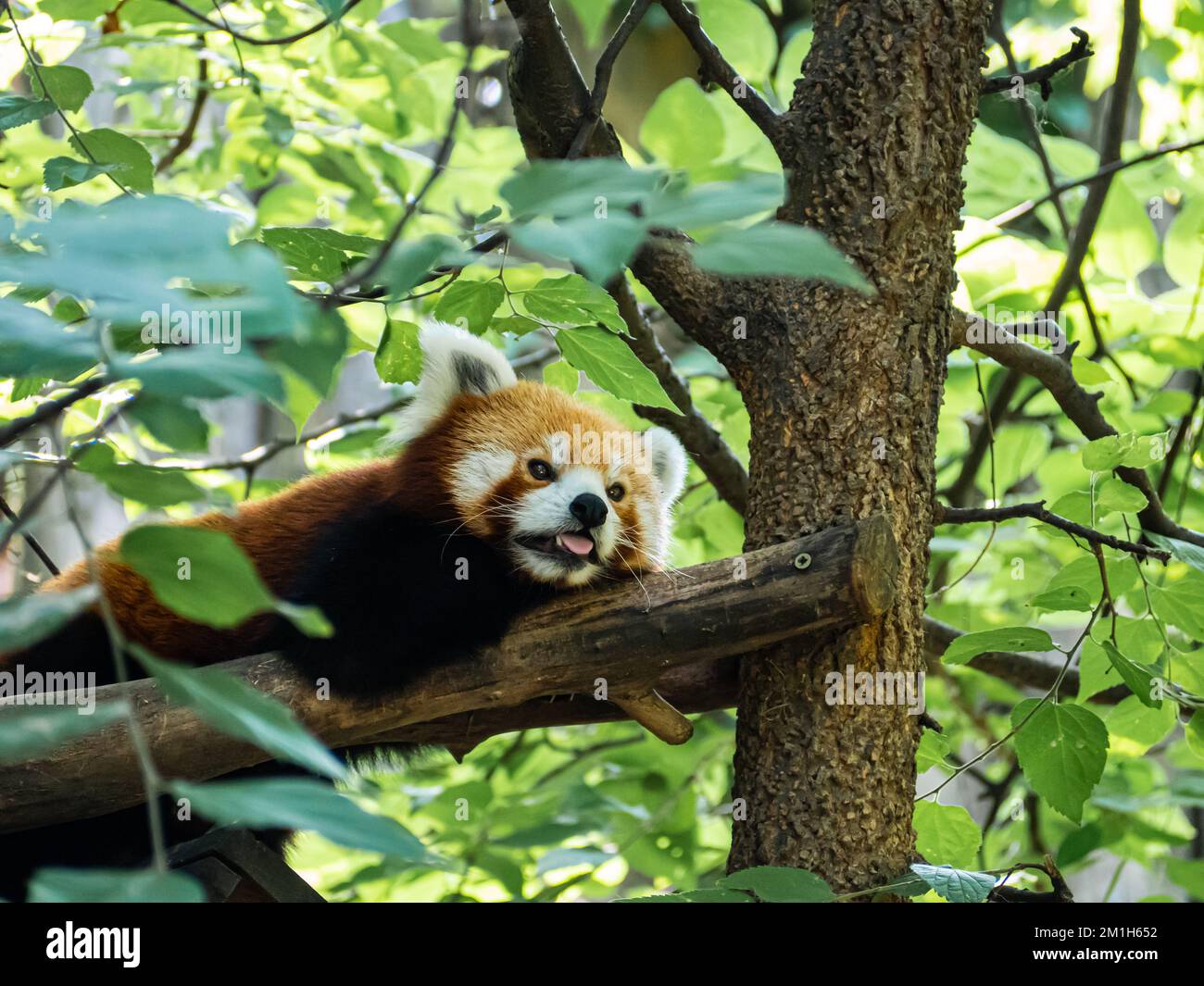 Endangered species red panda lying on a tree branch in a zoo one animal ...
