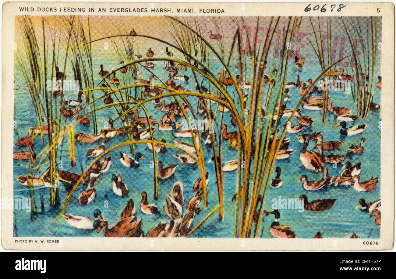 Wild ducks feeding in an Everglades marsh, Miami, Florida , Tichnor ...