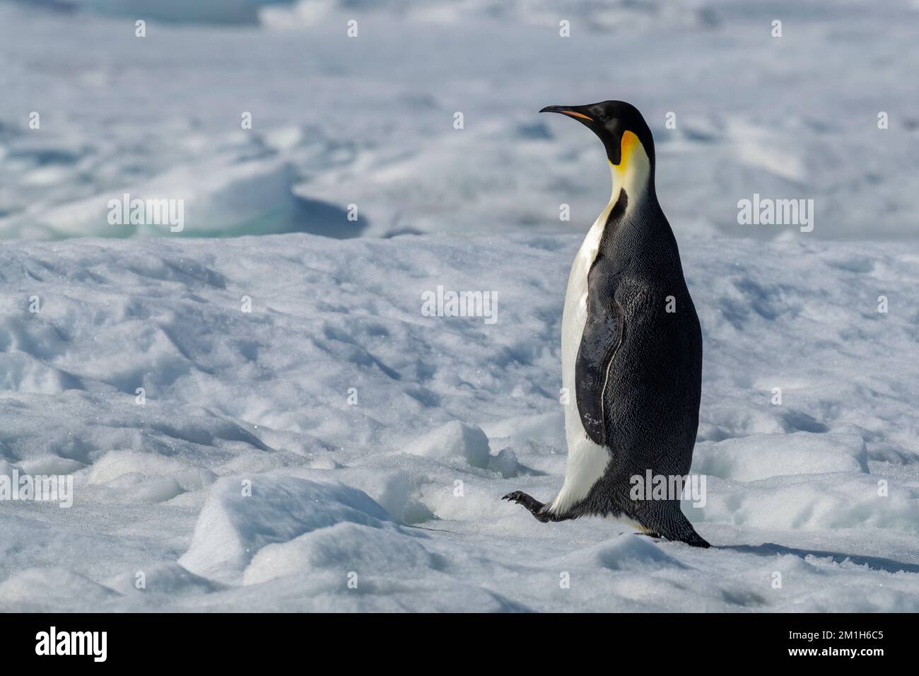Antarctica, Weddell Sea, Snow Hill Island, Snow Hill colony. Emperor ...
