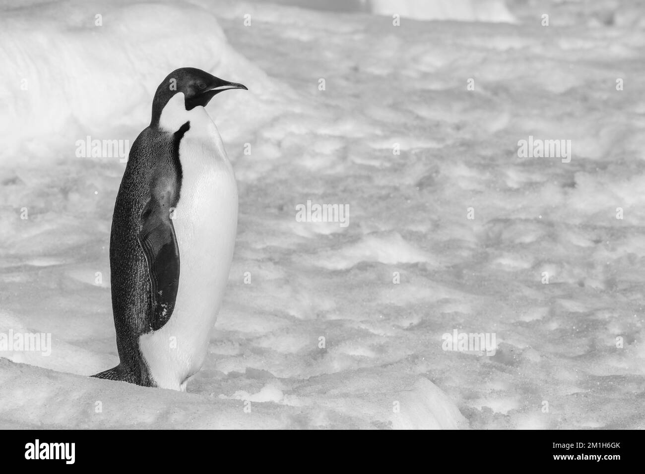 Penguin Black And White Photography