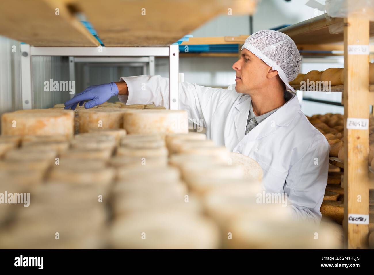 Cheese maker brushing mould off the hard cheeses by hand. Numbers on ...