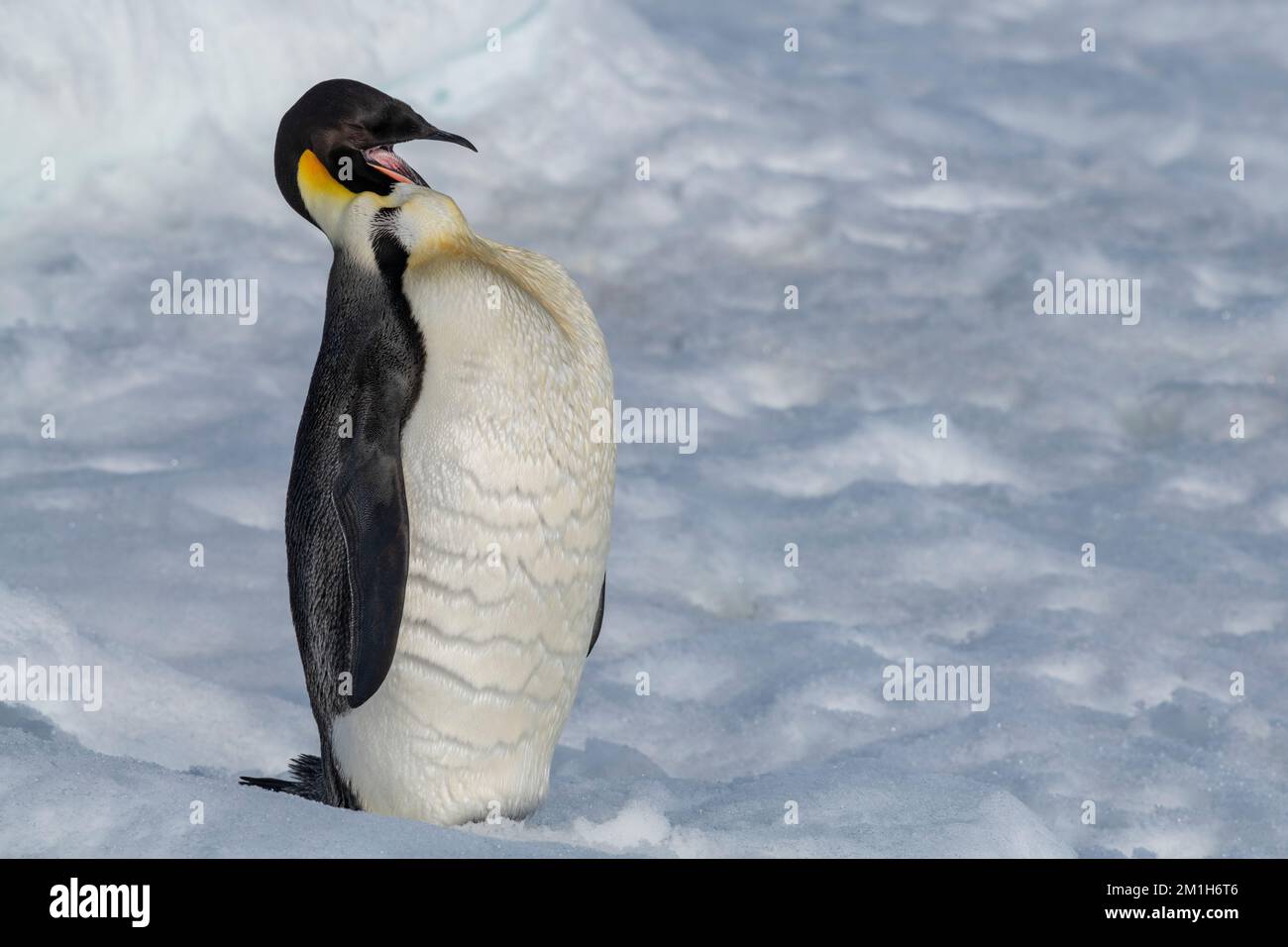 Antarctica, Weddell Sea, Snow Hill Island, Snow Hill colony. Emperor ...