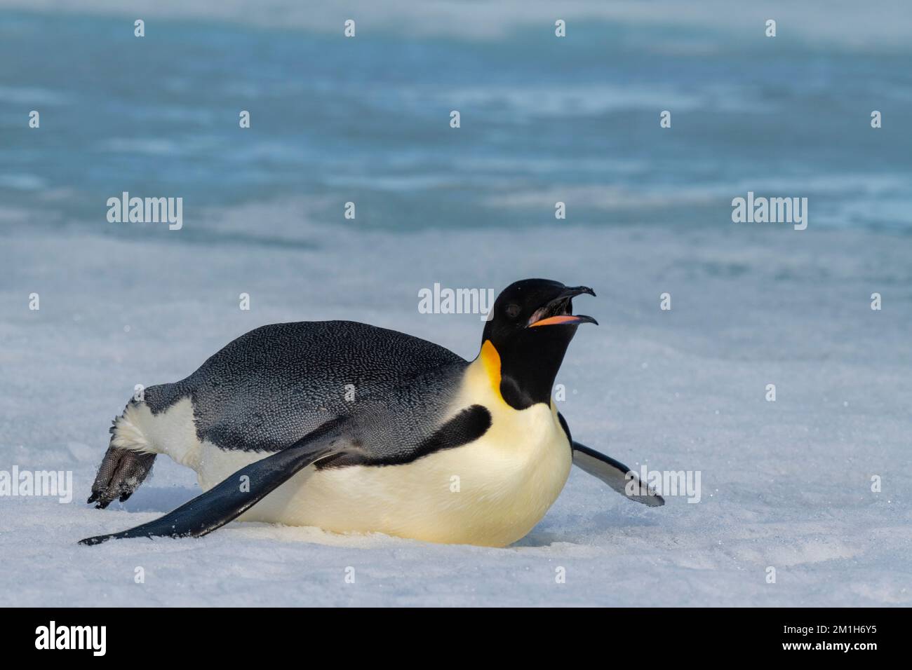 Antarctica, Weddell Sea, Snow Hill Island, Snow Hill colony. Emperor ...