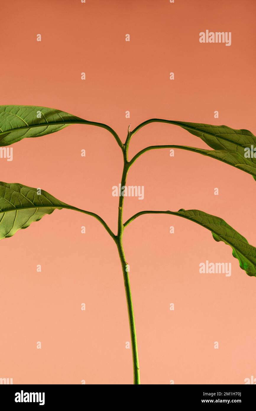 Personal growth development plant hi-res stock photography and images ...