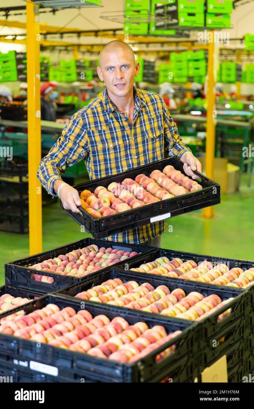 Portrait of man working on sorting line at fruit warehouse, stacking ...