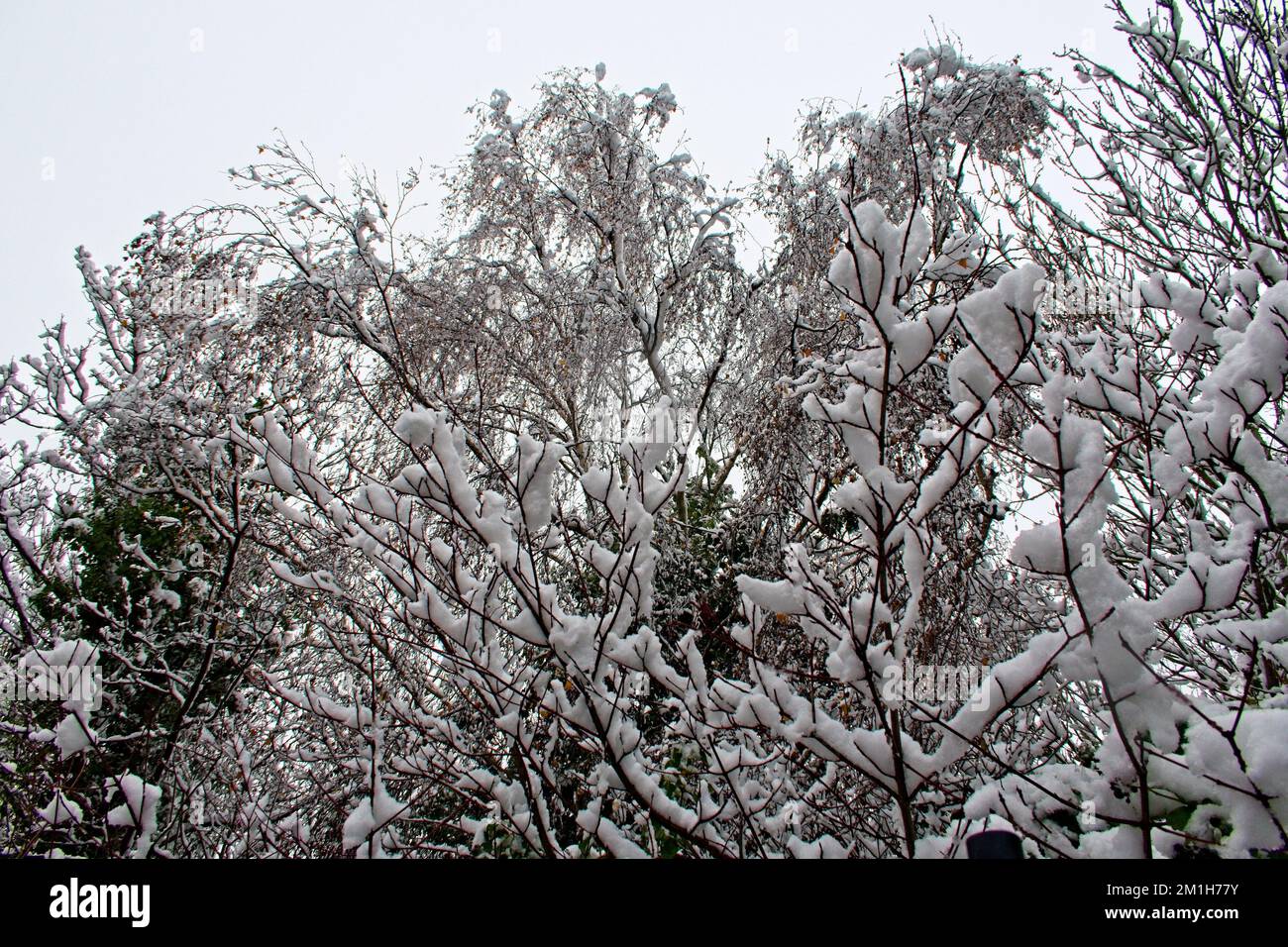 Trees covered in Snow in a winter woodland landscape Stock Photo - Alamy