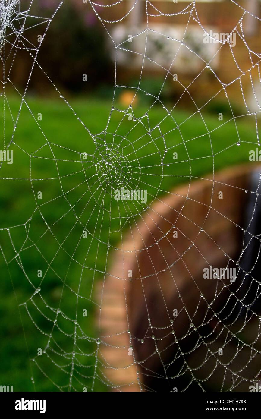 Close up wet cobweb hi-res stock photography and images - Alamy