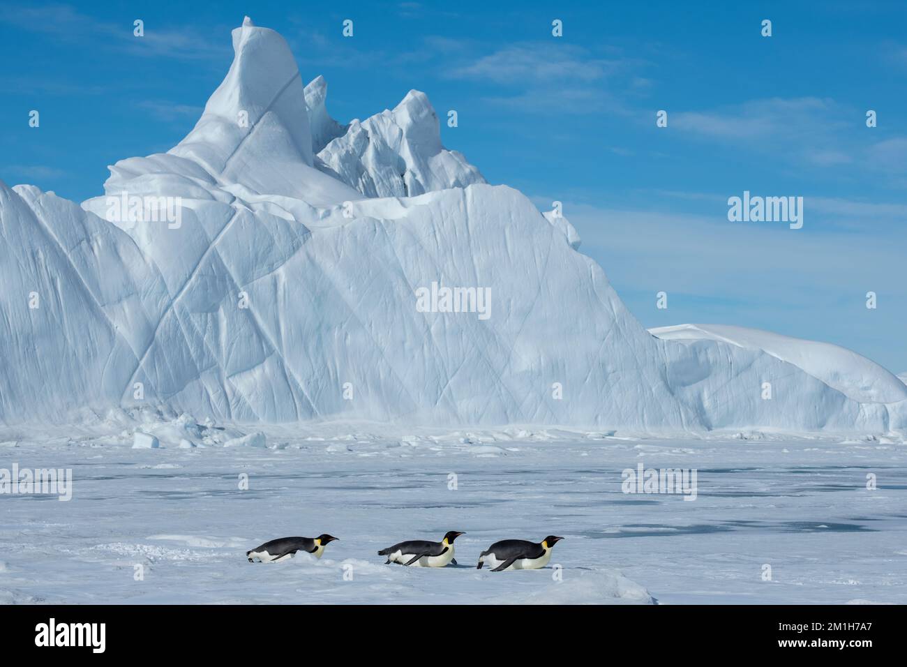Antarctica, Weddell Sea, Snow Hill Island, Snow Hill colony. Emperor ...