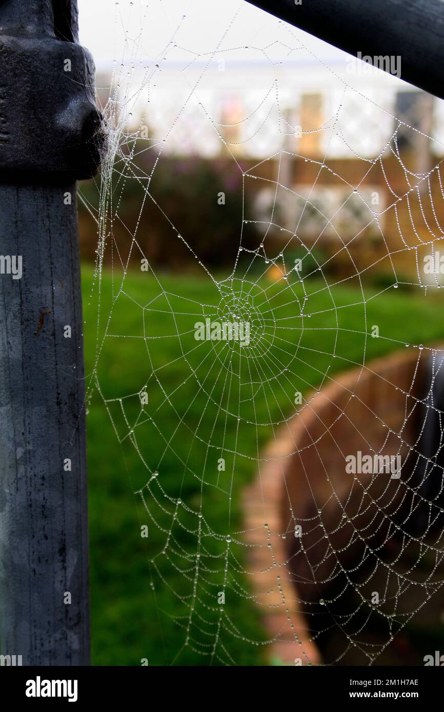 Cobweb inside a fence frame Stock Photo - Alamy