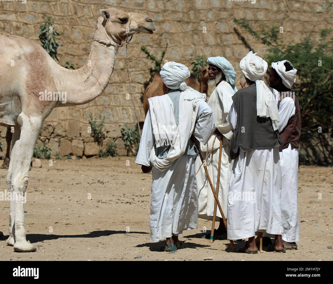 Camel traders at the traditional Monday market in Keren Stock Photo - Alamy