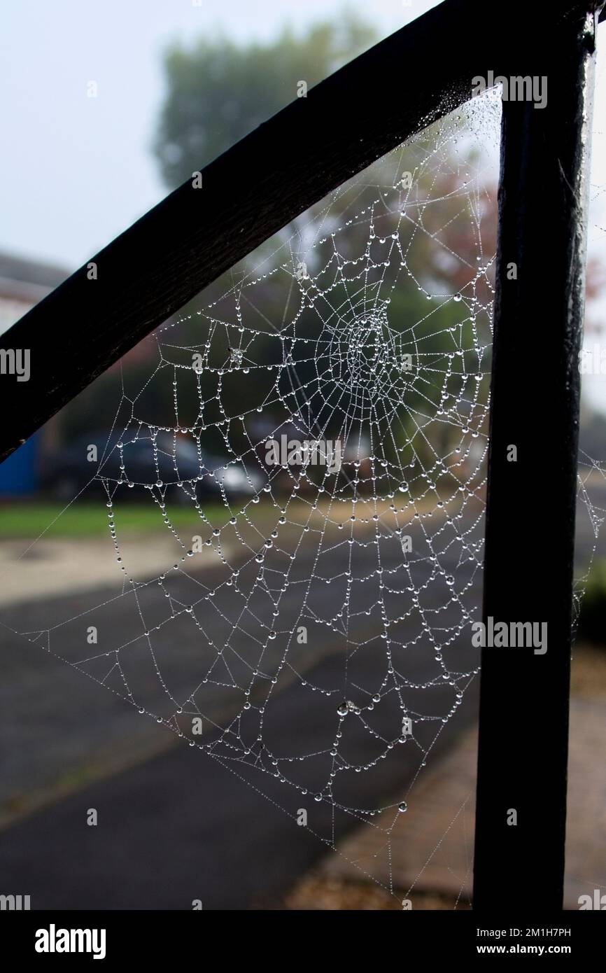 Metal frame with a cobweb inside Stock Photo - Alamy