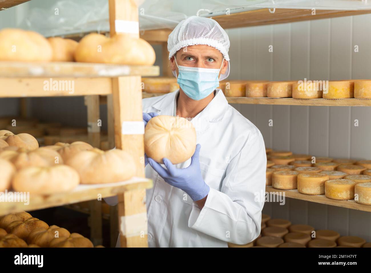 Cheesemaker checking aging process of goat cheese in maturing chamber ...