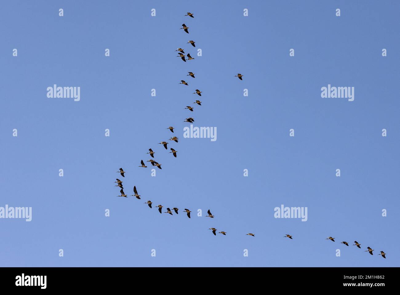 Flock of Straw-necked Ibis in flight Stock Photo - Alamy