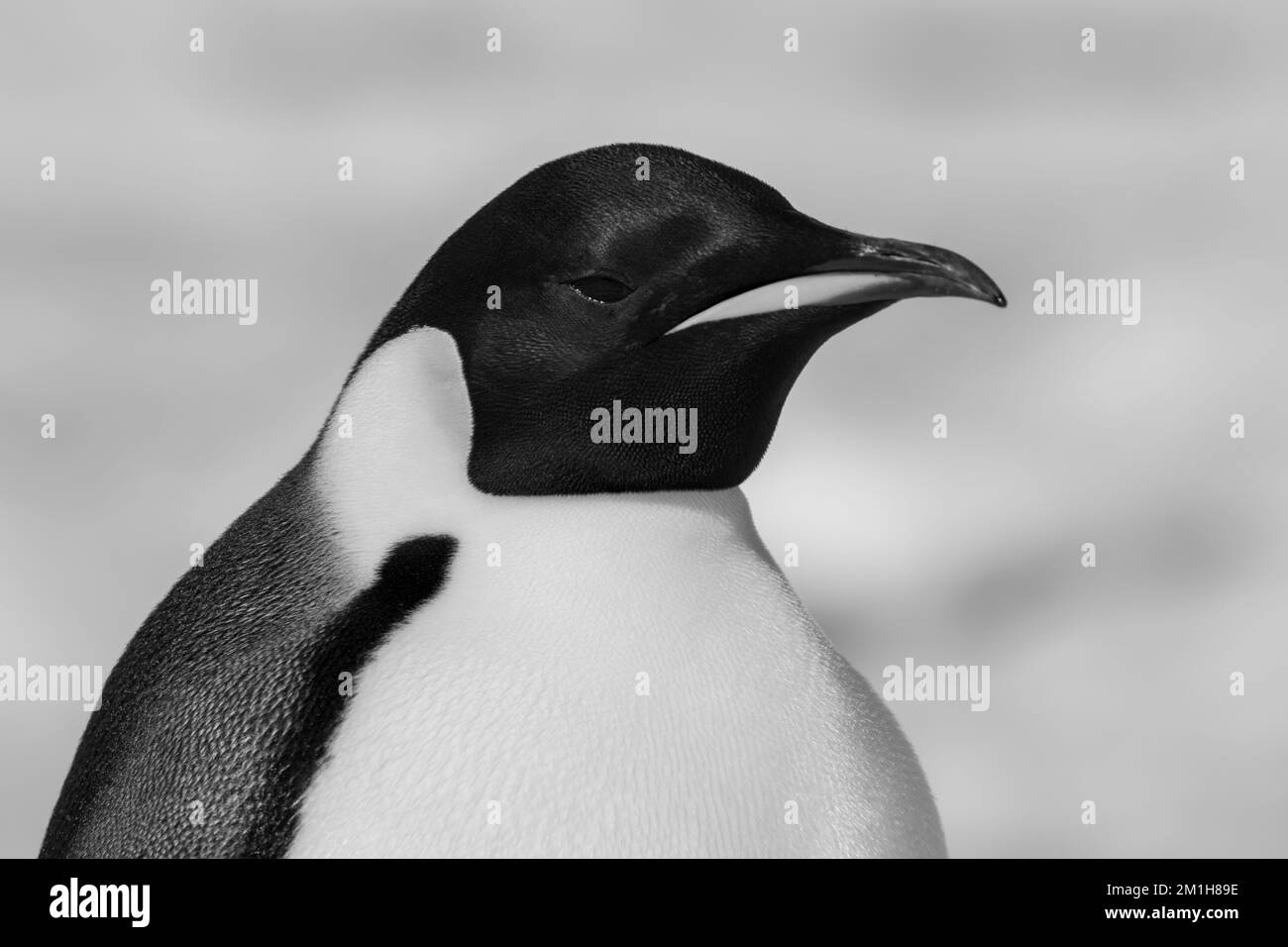 Antarctica, Weddell Sea, Snow Hill Island, Snow Hill colony. Emperor ...