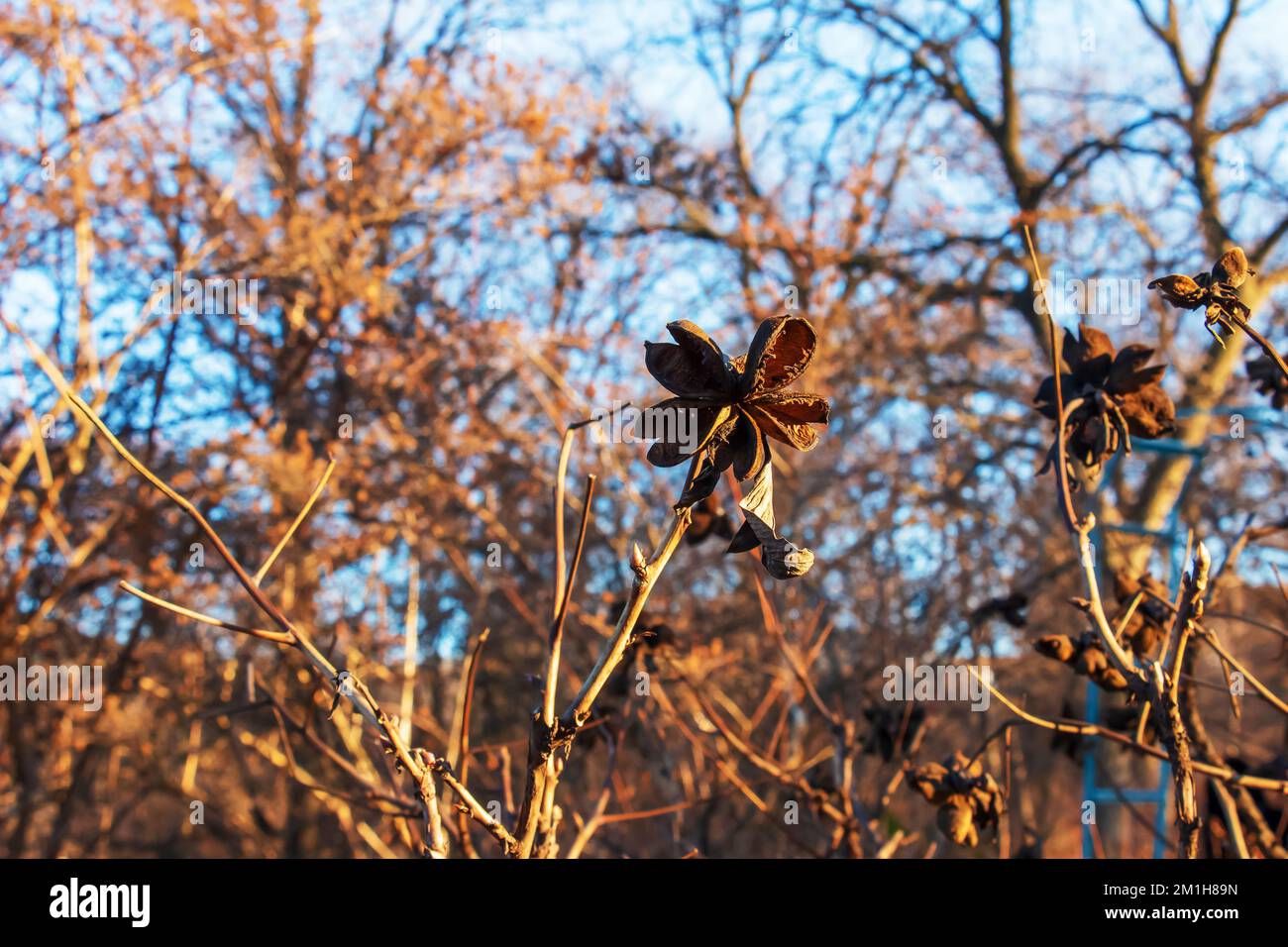 Paeonia suffruticosa seeds in stars. Peony flower tree seeds on a ...