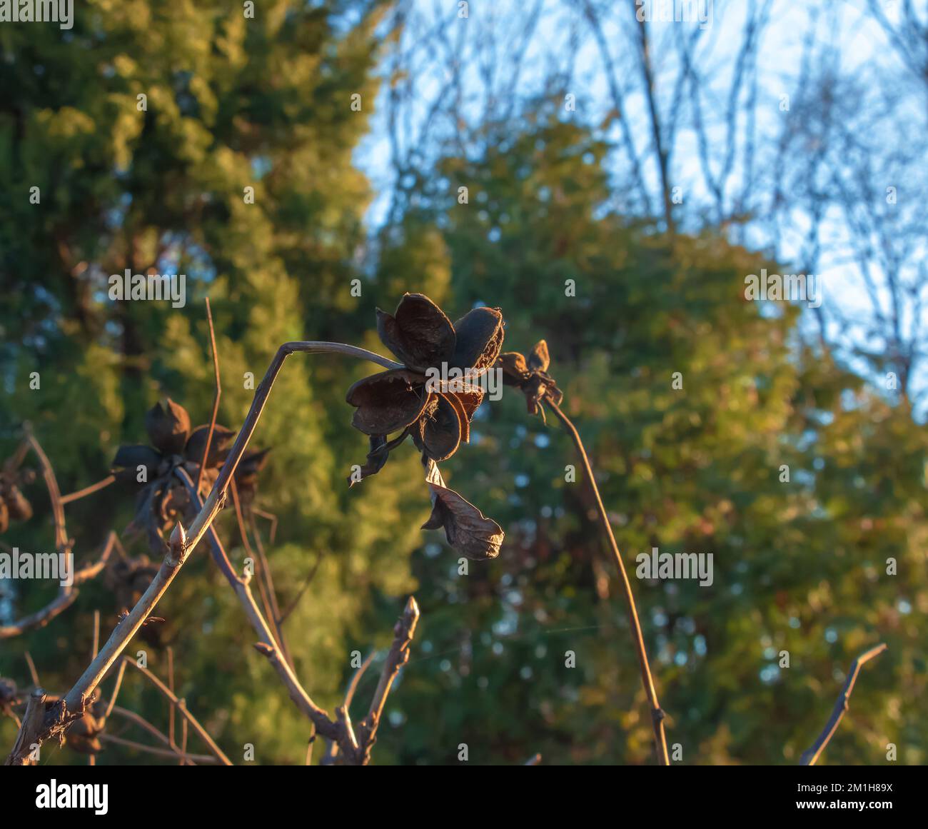 Paeonia suffruticosa seeds in stars. Peony flower tree seeds on a ...