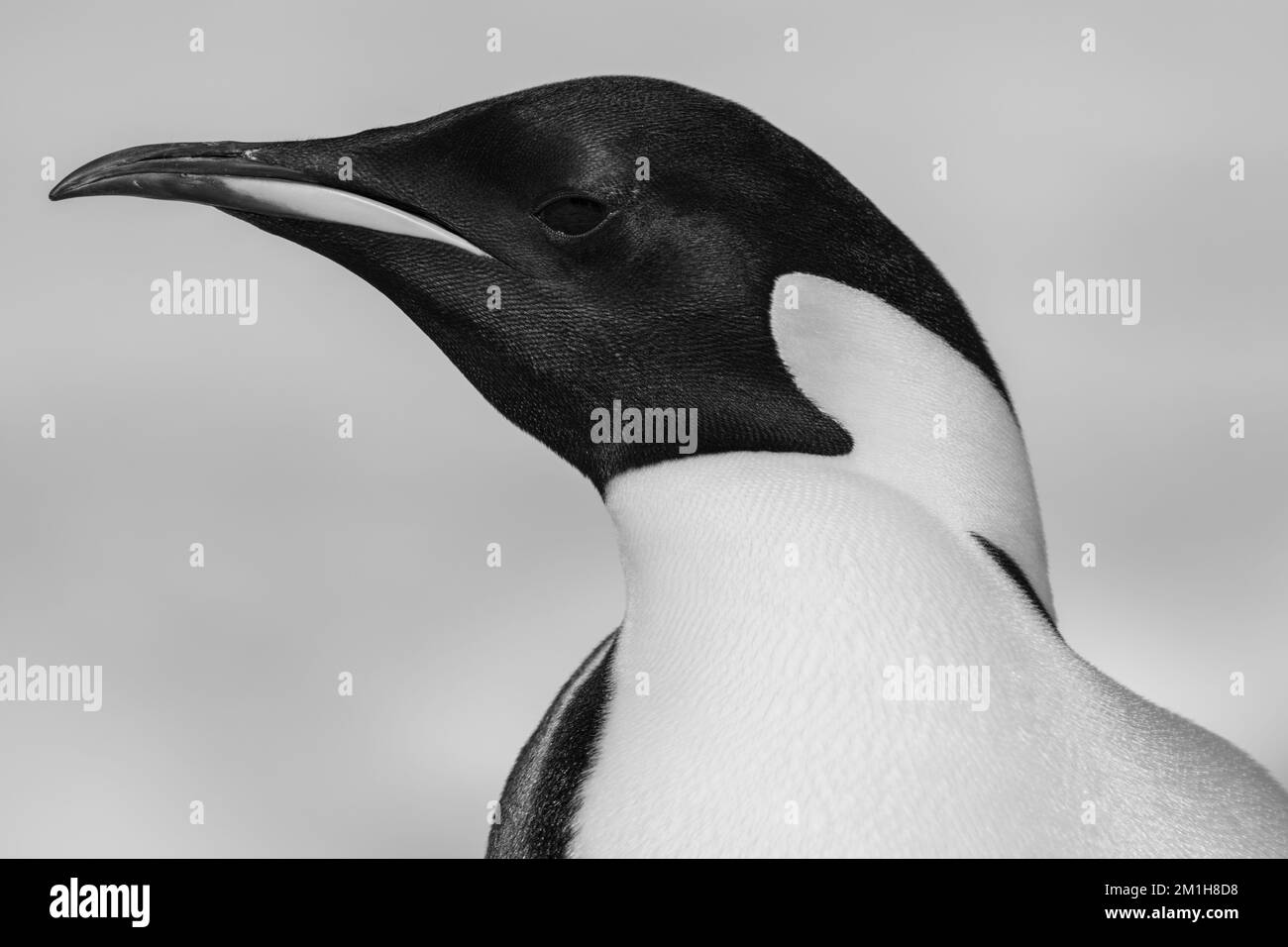 Antarctica, Weddell Sea, Snow Hill Island, Snow Hill colony. Emperor ...