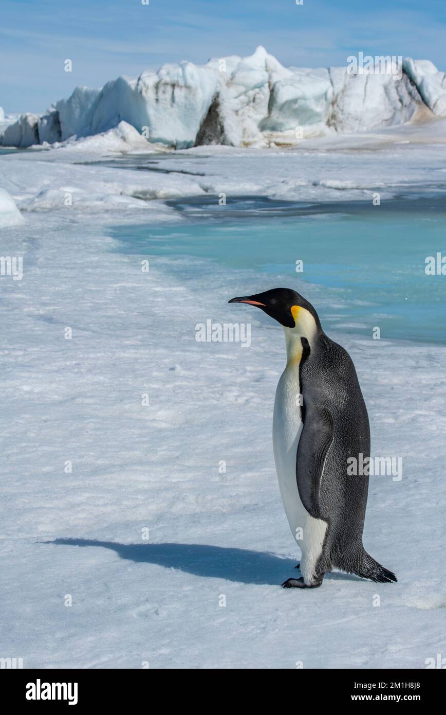 Antarctica, Weddell Sea, Snow Hill Island, Snow Hill colony. Emperor ...