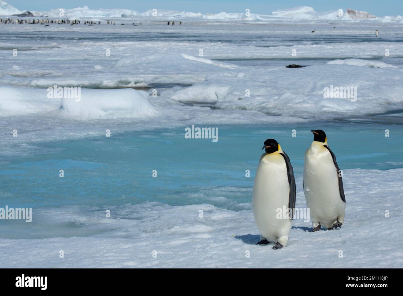 Antarctica, Weddell Sea, Snow Hill Island, Snow Hill colony. Emperor ...