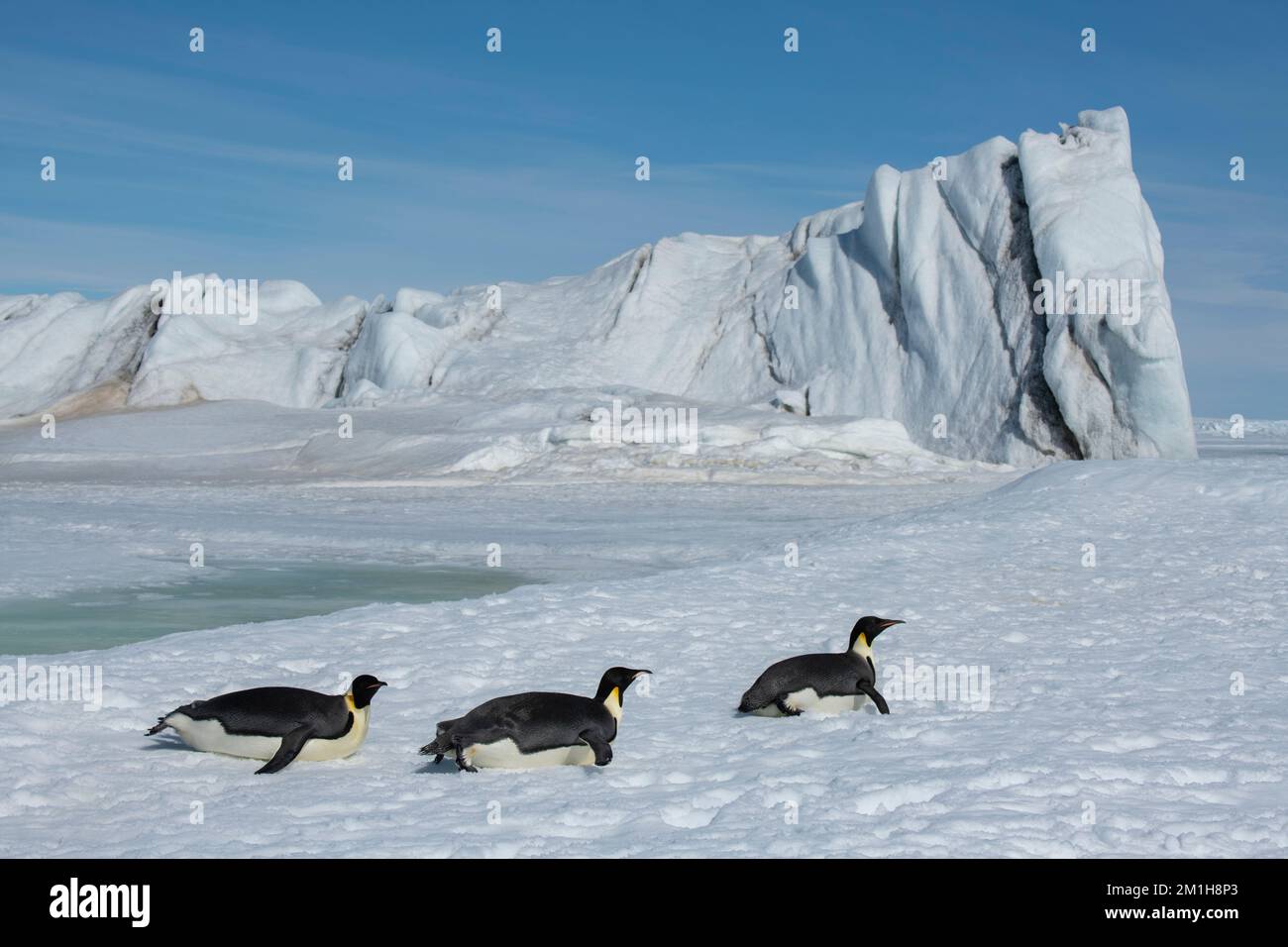 Antarctica, Weddell Sea, Snow Hill Island, Snow Hill colony. Emperor ...