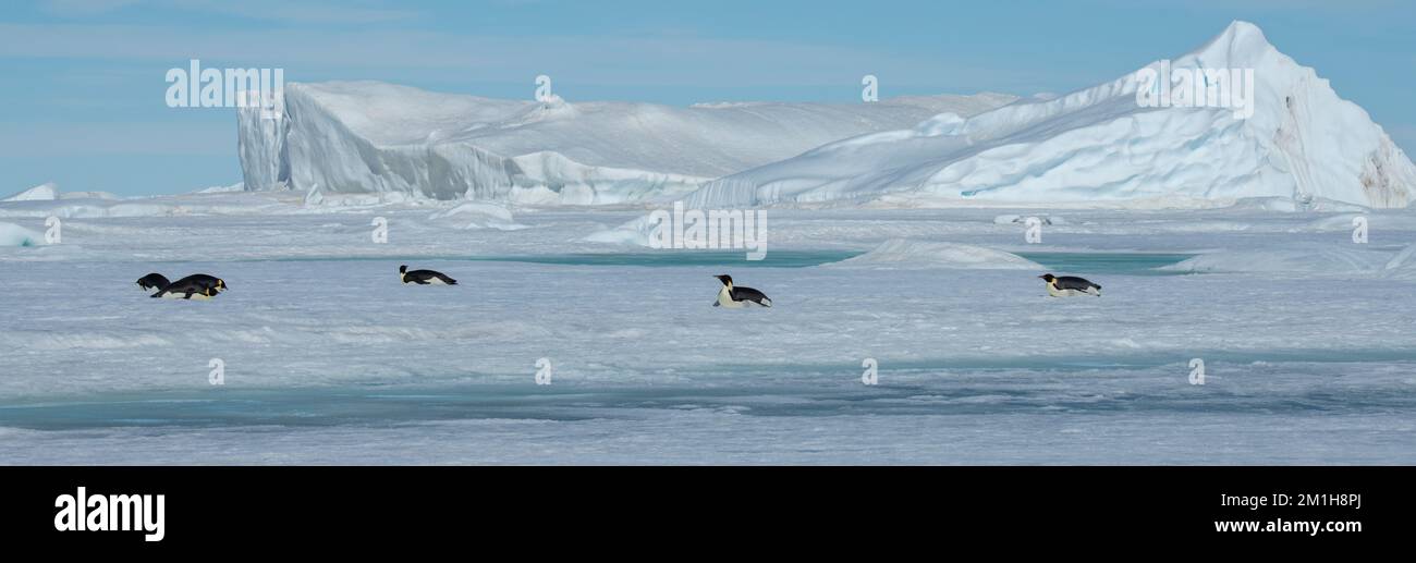 Antarctica, Weddell Sea, Snow Hill Island, Snow Hill colony. Emperor ...