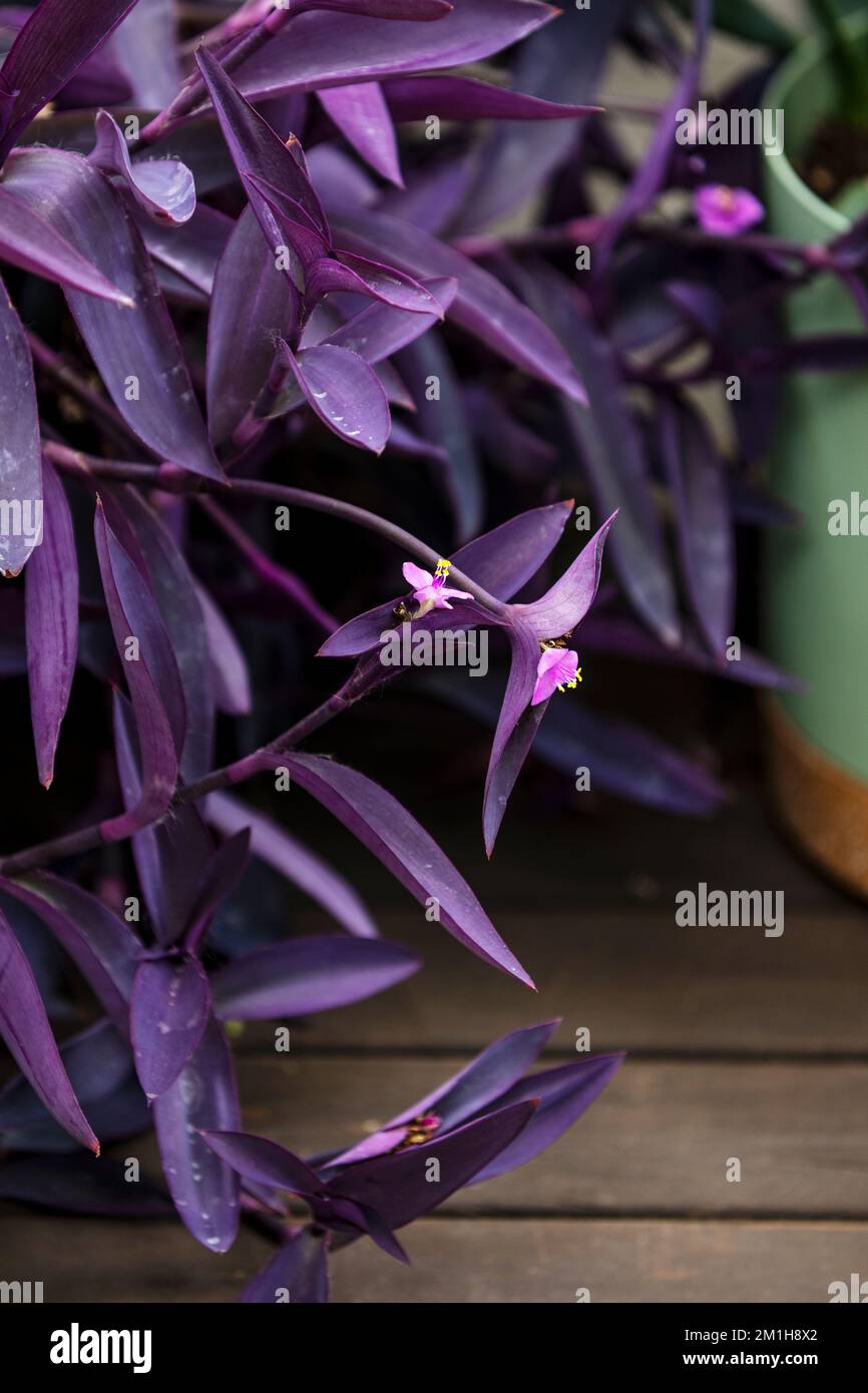 Beautiful tradescantia pallida plant with flowers on brown acacia ...