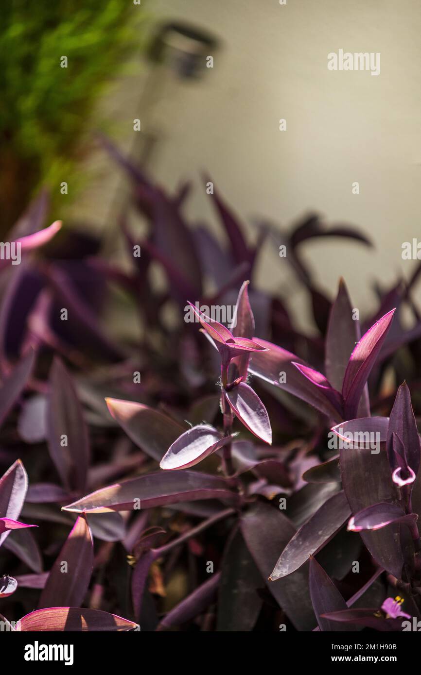 Beautiful tradescantia pallida plant with flowers on brown acacia ...