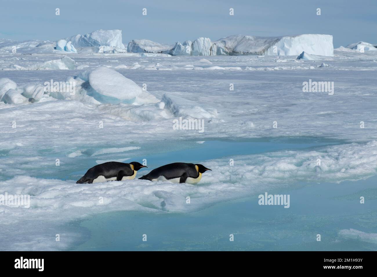 Antarctica, Weddell Sea, Snow Hill Island, Snow Hill colony. Emperor ...