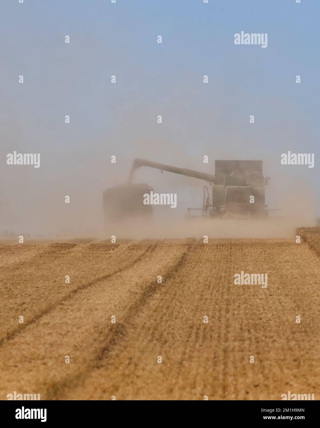 Combine Harvester and tractor trailer at work harvesting grain in a ...