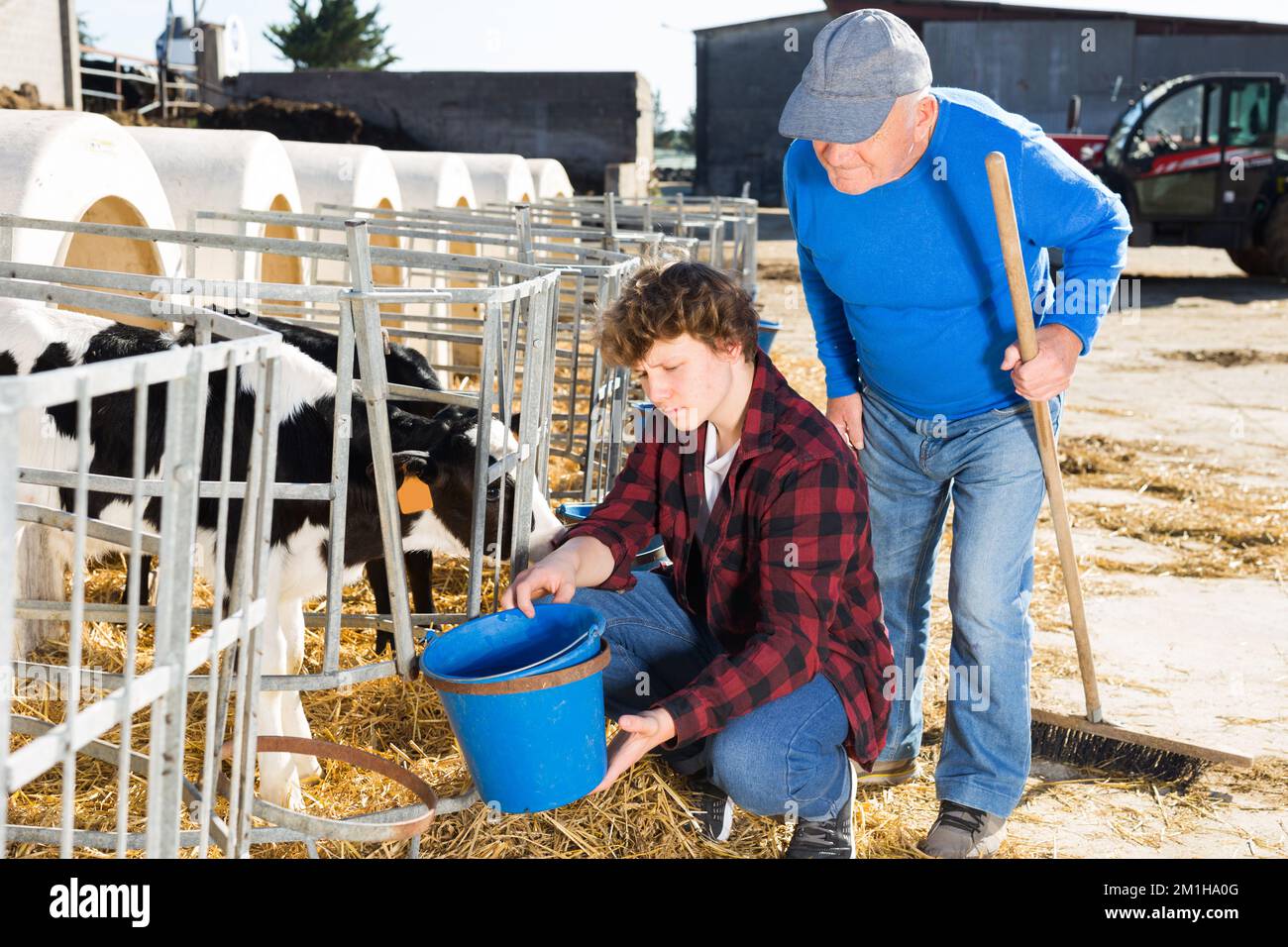 Elderly farmer teaches young grandson to care for calves on farm Stock ...