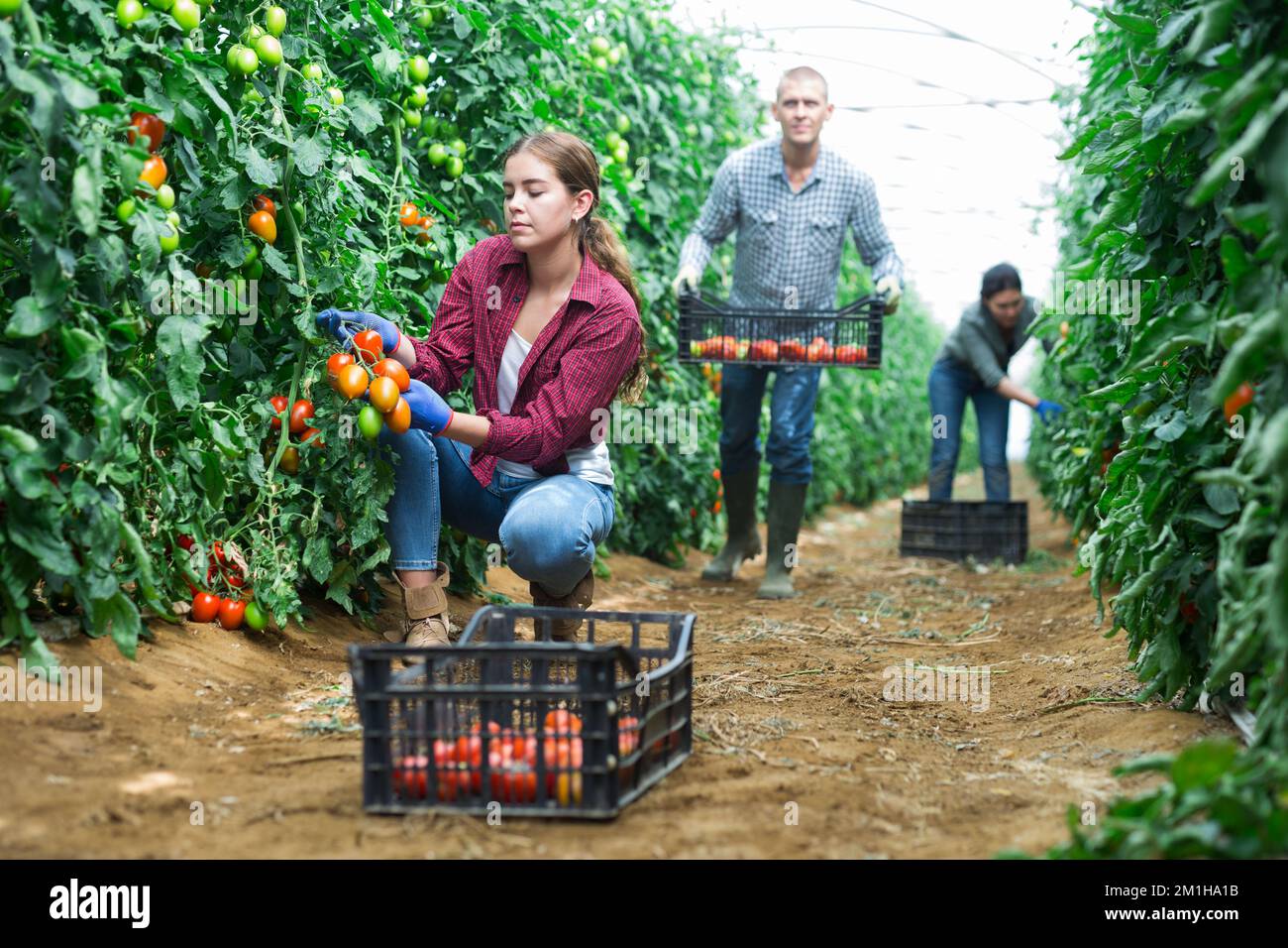 Group of workers picking tomatoes Stock Photo - Alamy