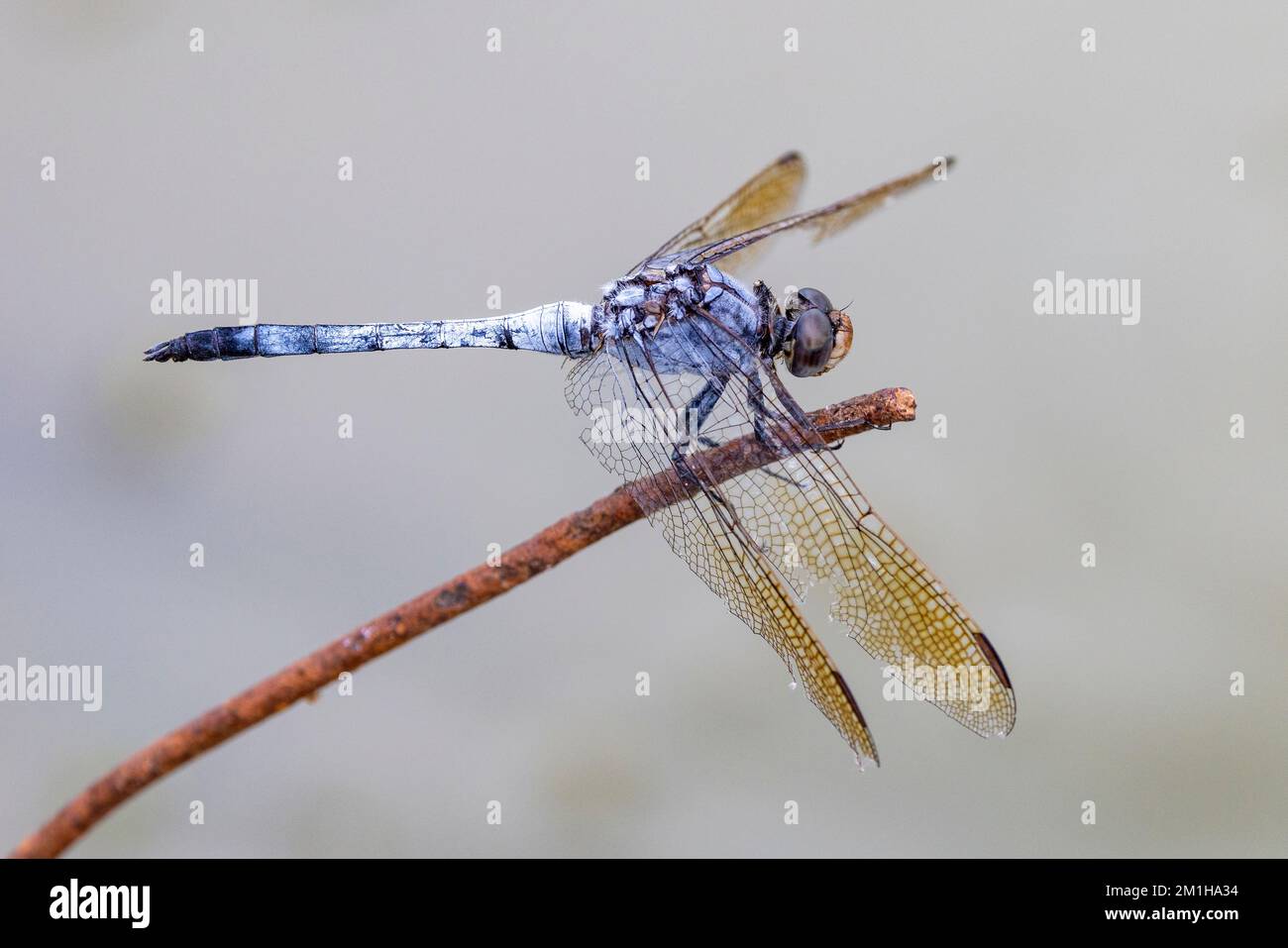 Australian dragonfly hi-res stock photography and images - Alamy