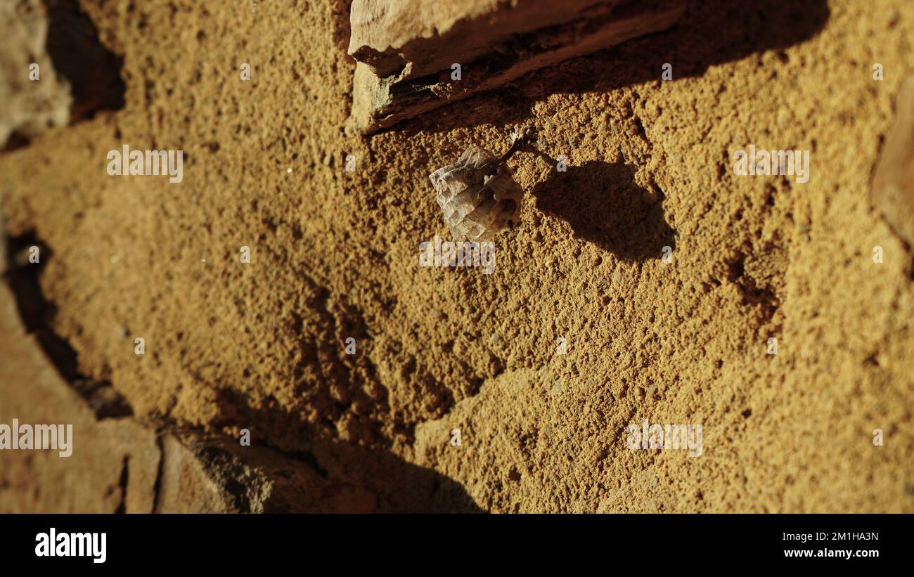 Small insect nest on a stone wall Stock Photo - Alamy