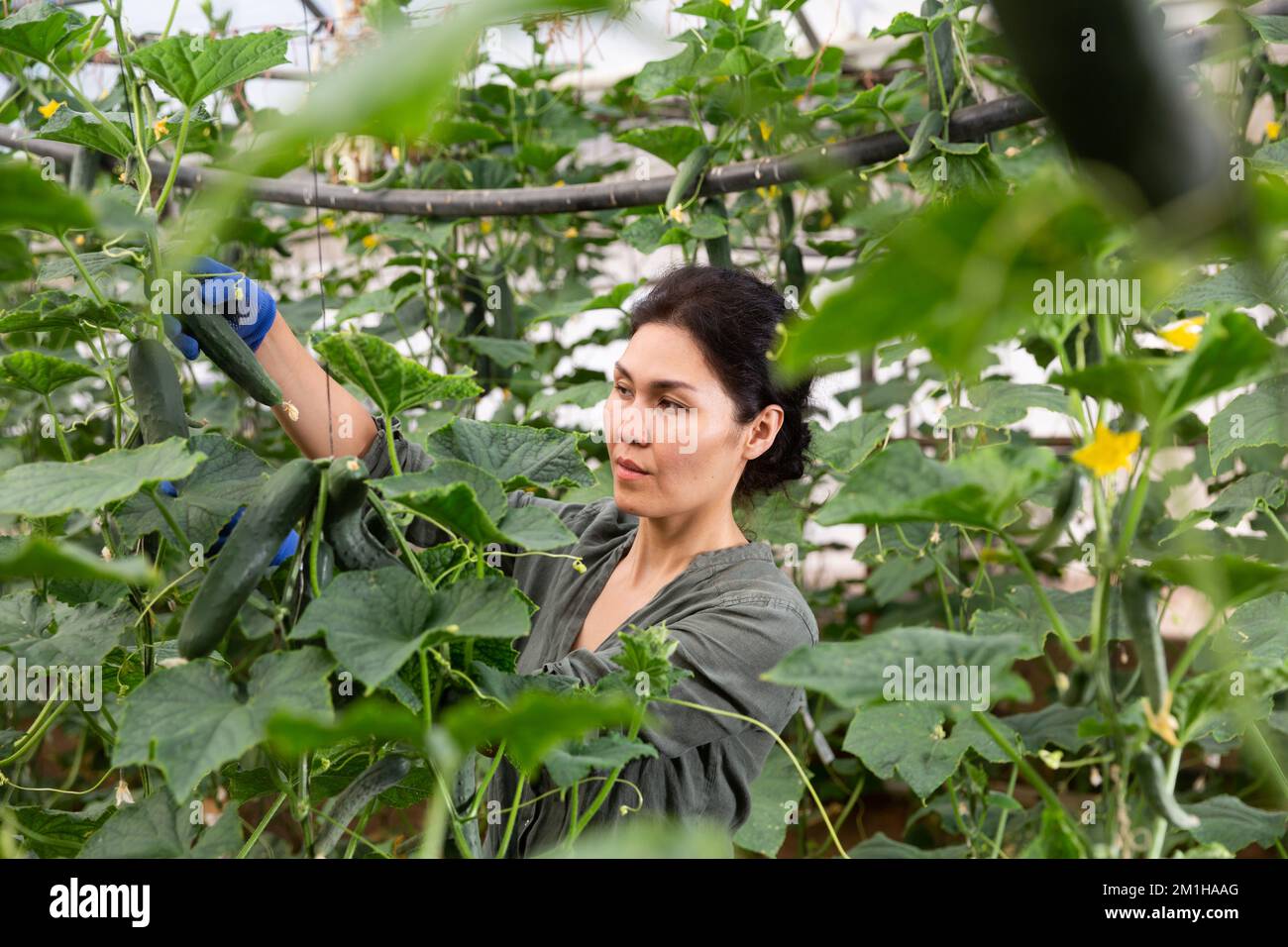 Female farm worker gathering crop of cucumbers in hothouse Stock Photo ...