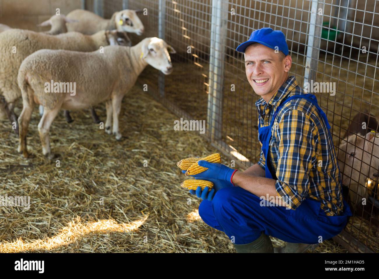 Farmer feeding goats and goatlings with corn in stall Stock Photo - Alamy