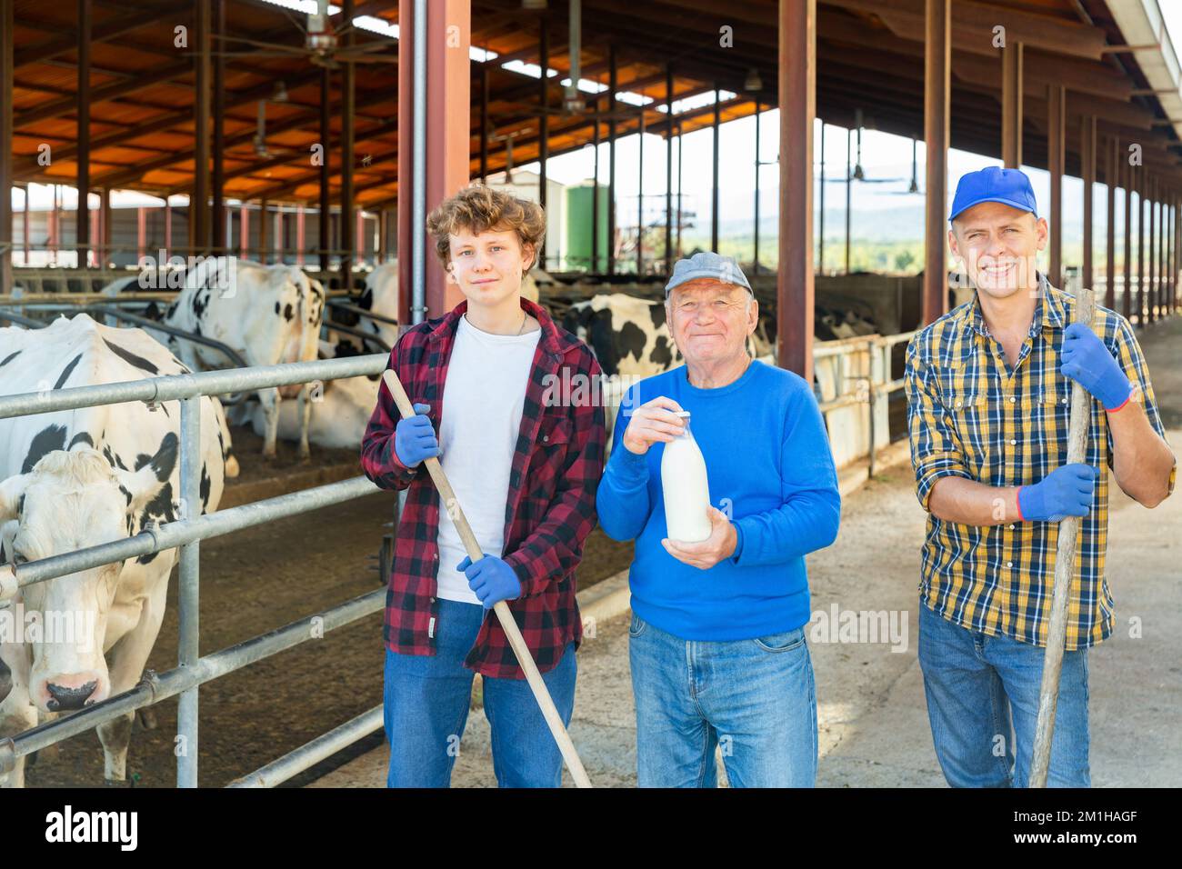 Three cheerful friendly livestock farm workers posing in cowshed Stock ...