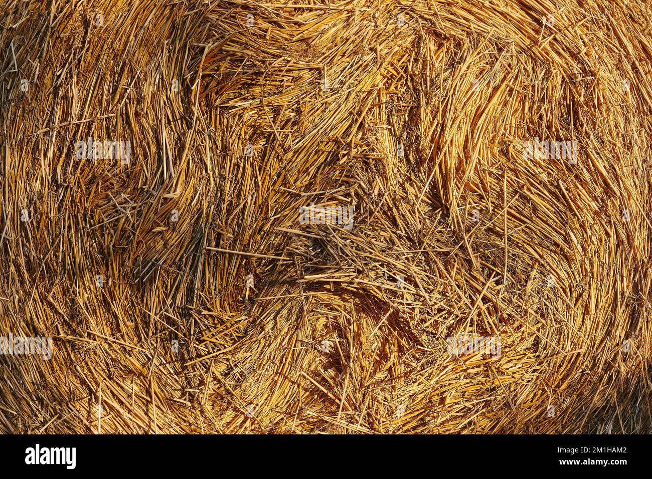Cogon grass imperata cylindrica hi-res stock photography and images - Alamy