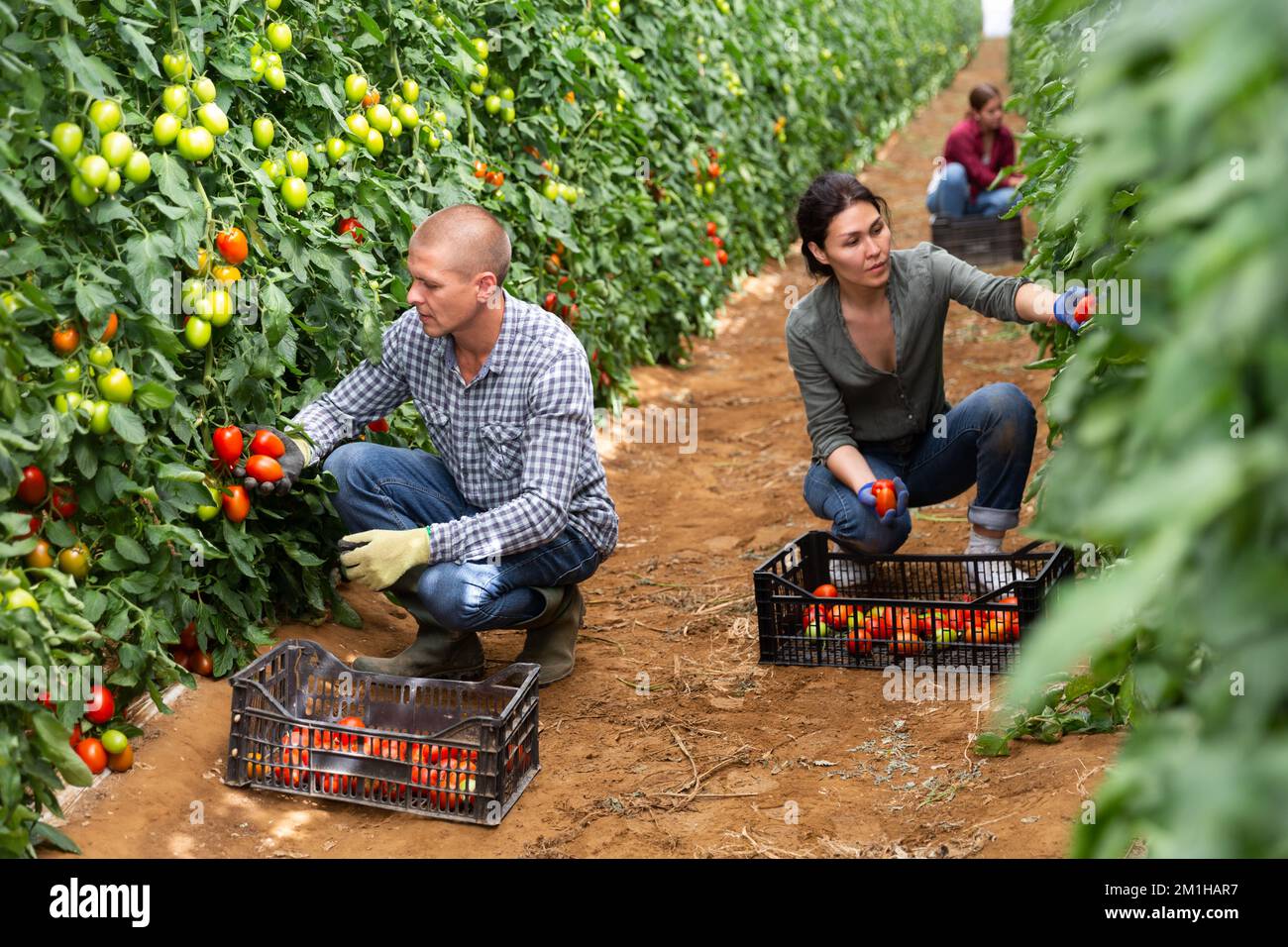 Farm worker gathering crop of organic tomatoes cultivar in hothouse ...