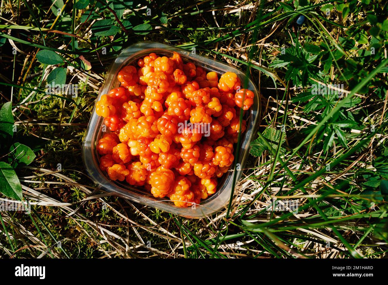 A top view of harvested cloudberry fruits on a plastic box on the farm ...