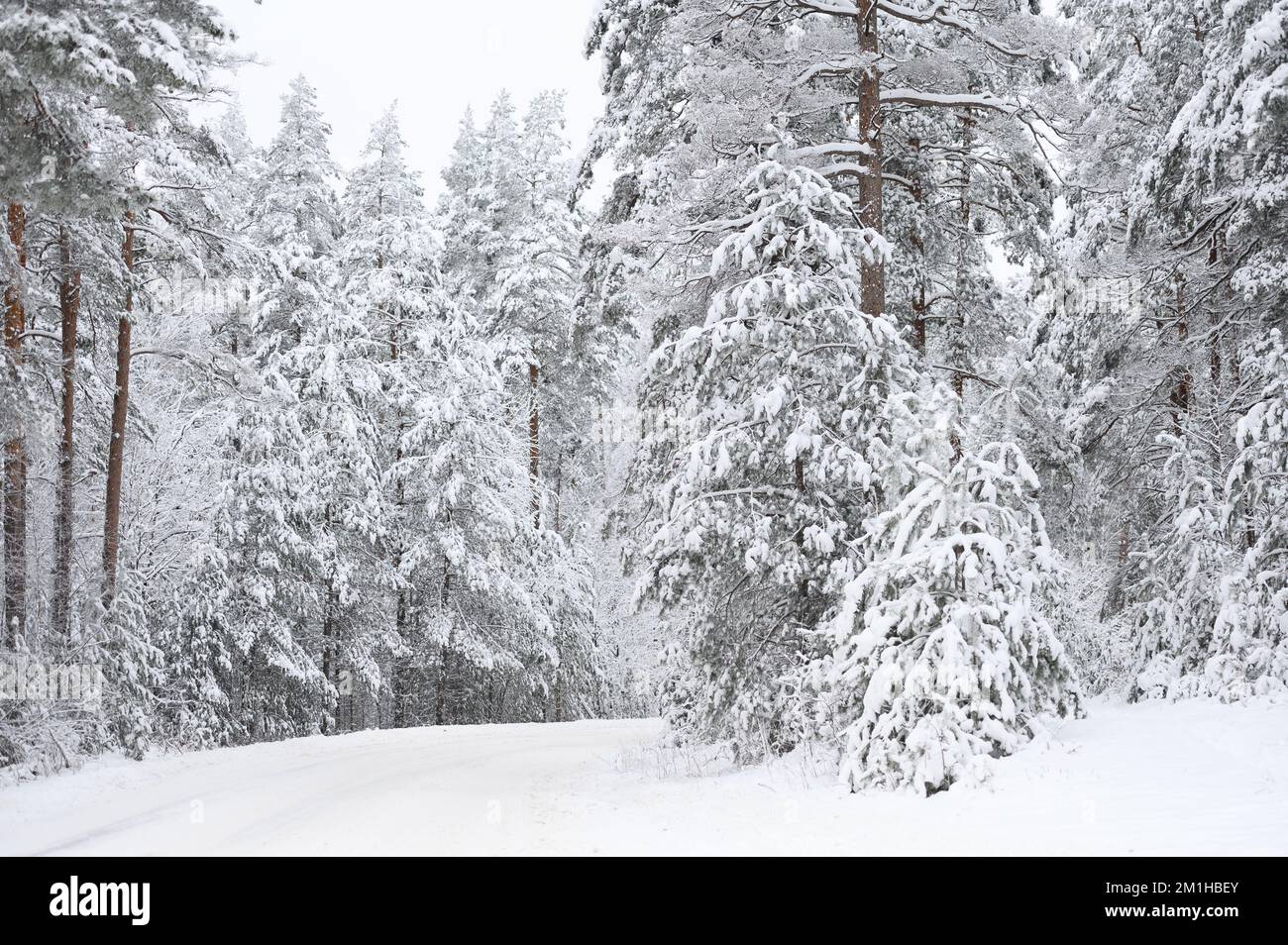 Snow covered trees in forest. Winter landscape with lots of snow Stock ...