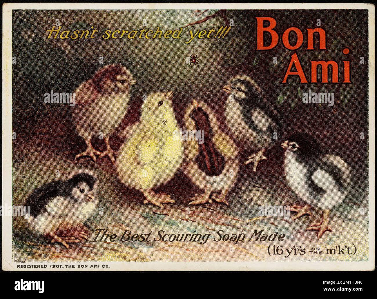 Hasn't scratched yet!!! Bon Ami, the best scouring soap made , Chickens ...